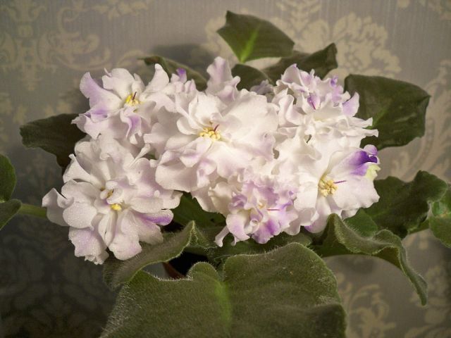 Фиалки Морев, НК, НД, ВаТ, ПТ, ЕК